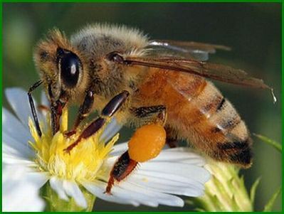 Apis mellifera scutellata (Abelha Africana) :: Portalestudante
